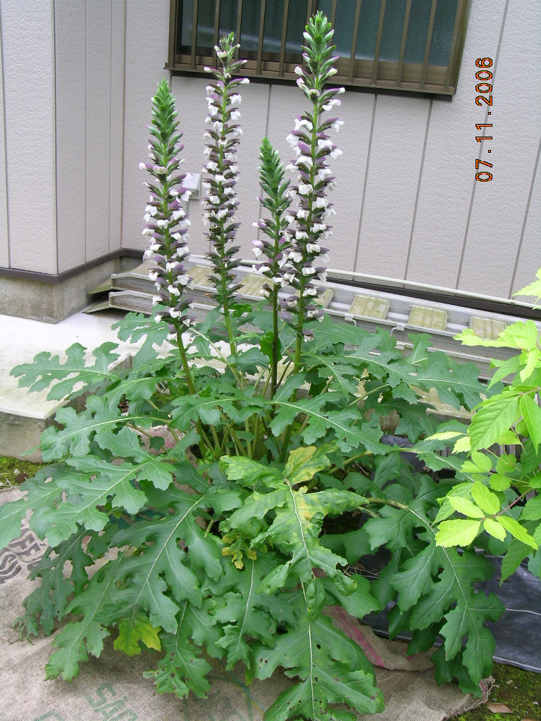 喫茶店。: 野良仕事っス。